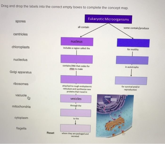 Solved Drag and drop the labels into the correct empty boxes | Chegg.com