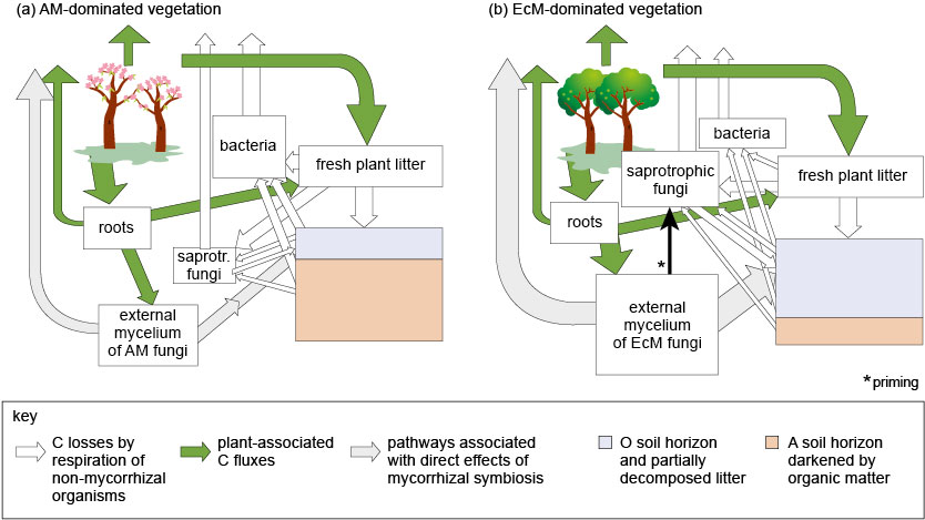 Solved What are main differences in soil biota pool sizes | Chegg.com