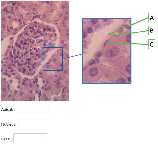 Solved A B C Apical: Nucleus: Basal: D B C Apical: | Chegg.com