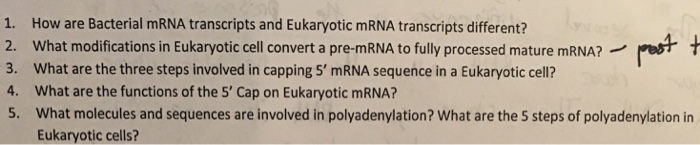 Solved 1. How are Bacterial mRNA transcripts and Eukaryotic | Chegg.com