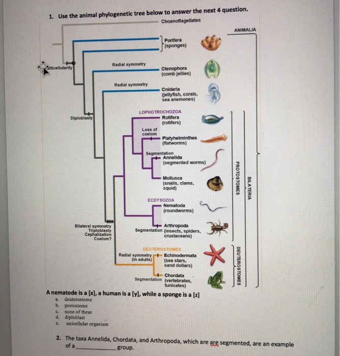 Solved 1. Use the animal phylogenetic tree below to answer | Chegg.com