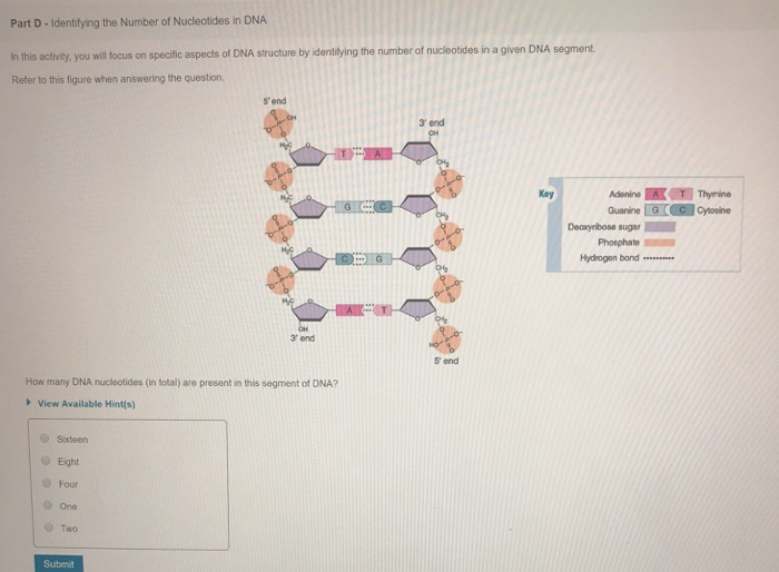 Solved Part D - Identifying the Number of Nucleotides in DNA | Chegg.com