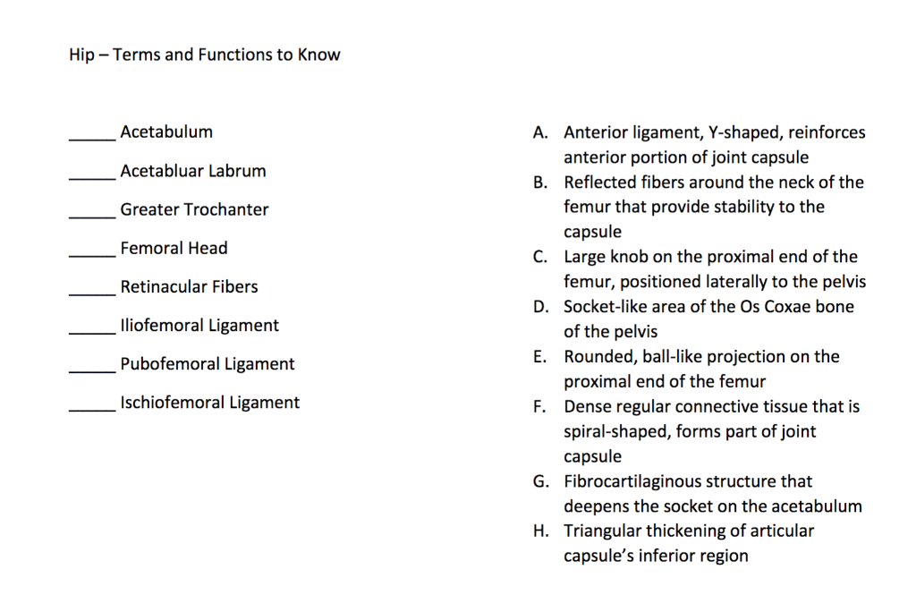 Solved Hip Terms and Functions to Know Acetabulum Acetabluar | Chegg.com