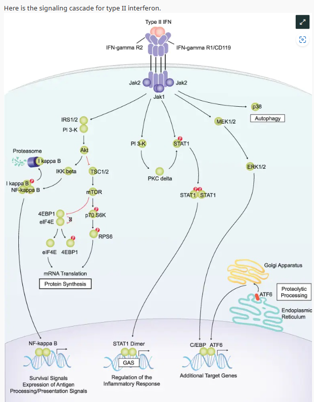 Solved Here is the signaling cascade for type II | Chegg.com