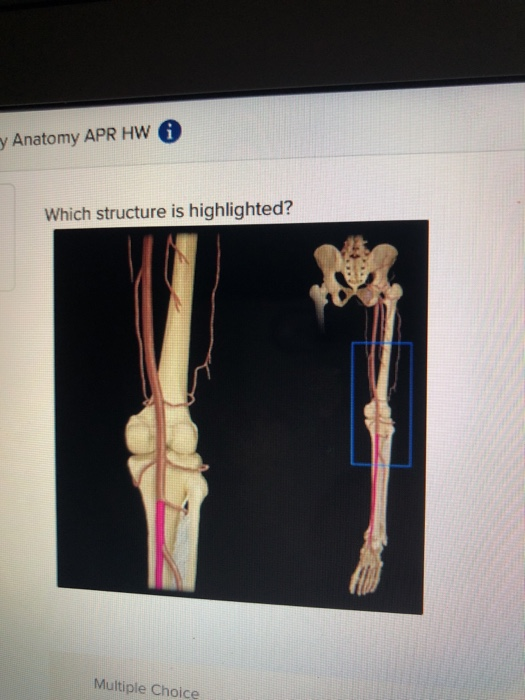 Solved irculatory Anatomy APR HW re is highlighted? 12 | Chegg.com