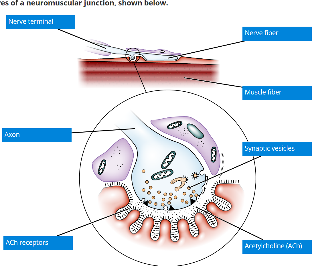 Solved es of a neuromuscular junction, shown below. Nerve | Chegg.com
