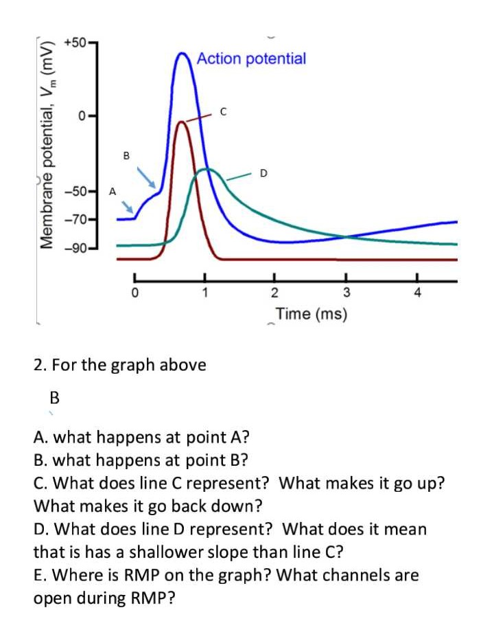 Solved +50 Action potential -50 A E -70 2 4 Time (ms) 2. For | Chegg.com