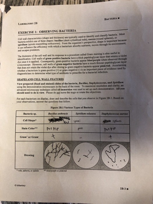 Solved BACTERIA LABORATORY 2B EXERCISE 1: OBSERVING BACTERIA | Chegg.com