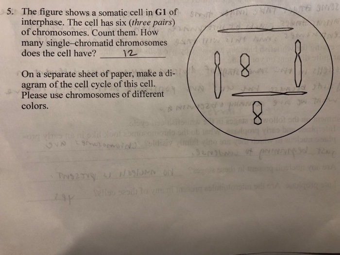 Solved 5. The figure shows a somatic cell in G1 of | Chegg.com