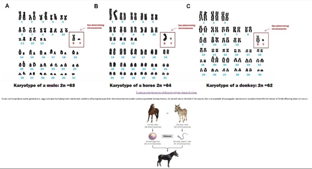 Solved A Mule is almost completely sterile (only 4 reports | Chegg.com
