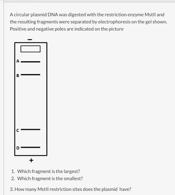Solved A circular plasmid DNA was digested with the | Chegg.com