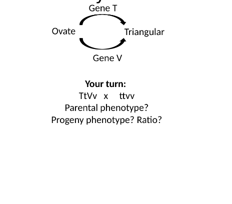 Solved Your turn: TtVv × ttvv Parental phenotype? Progeny | Chegg.com