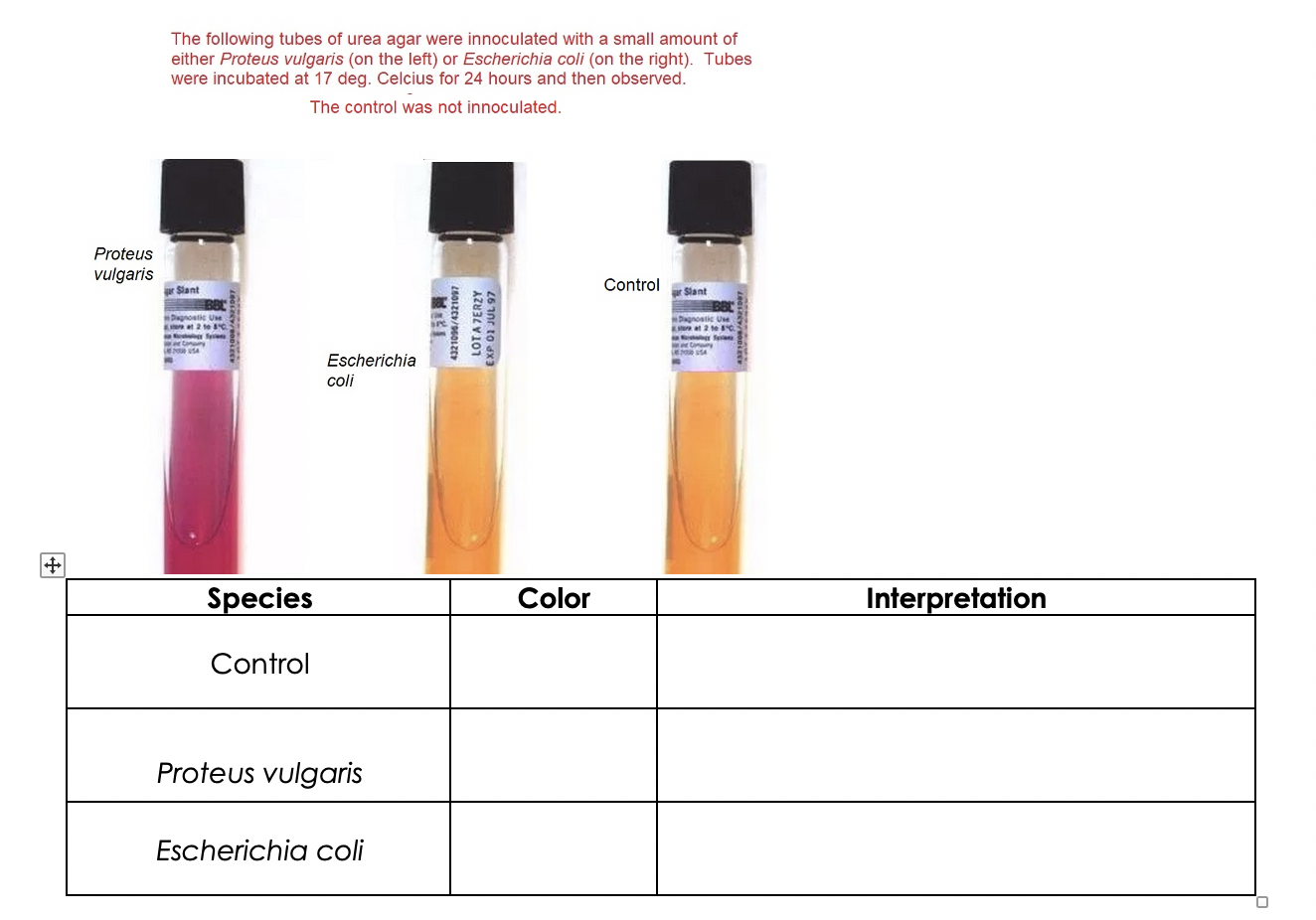 Solved The following tubes of urea agar were innoculated | Chegg.com