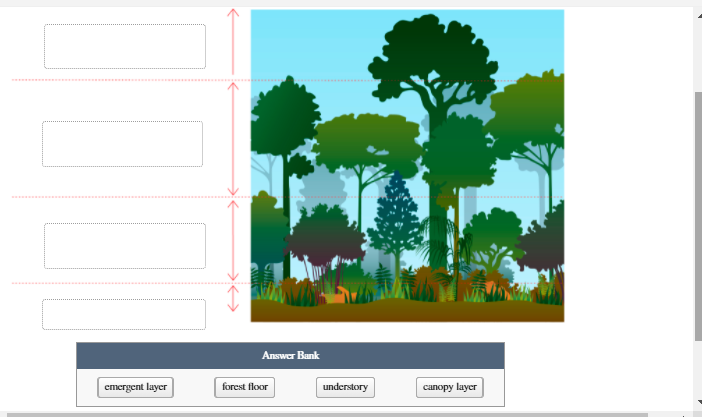 Solved Label the forest cross section with the correct | Chegg.com