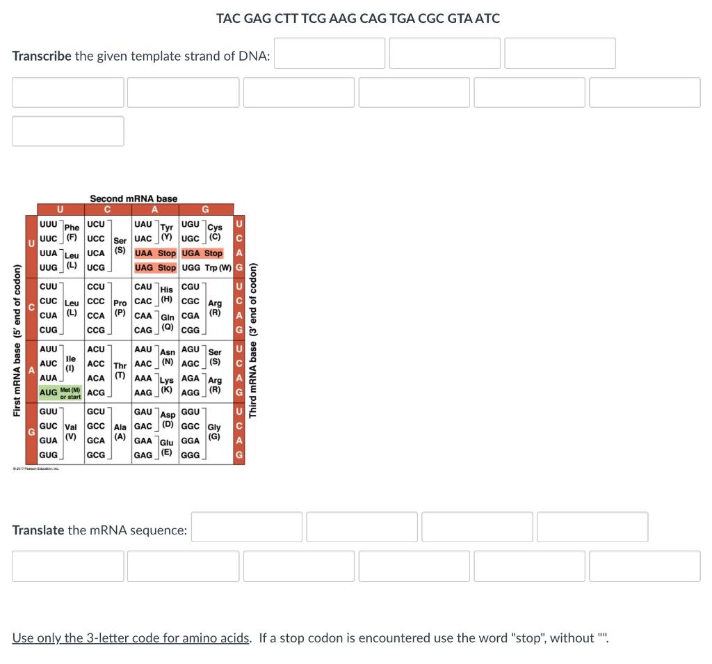 Solved TAC GAG CTT TCG AAG CAG TGA CGC GTA ATC Transcribe | Chegg.com