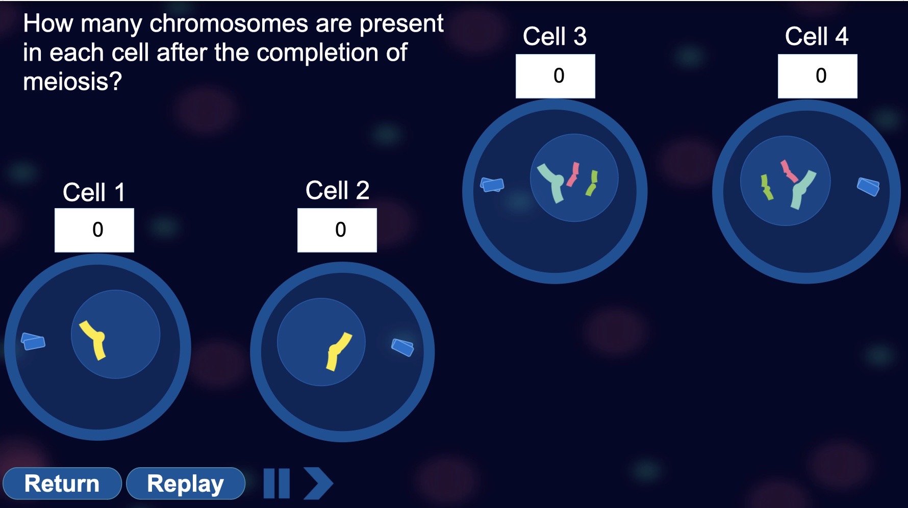 Solved How Many Chromosomes Are Present In Each Cell After