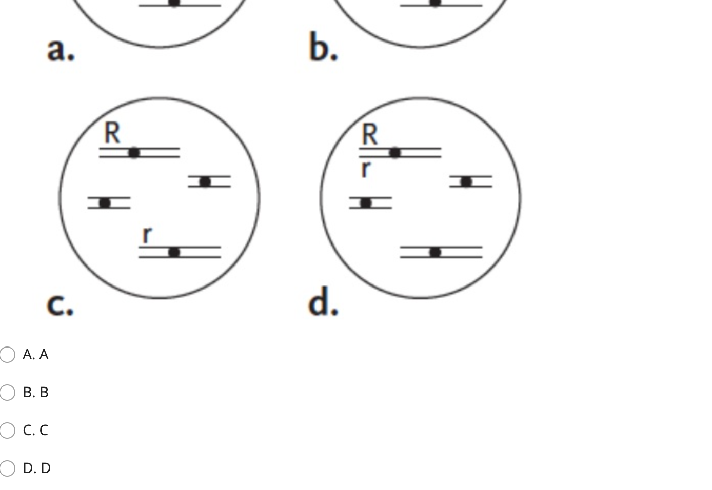 Solved For a diploid organism of genotype Rr, the following | Chegg.com