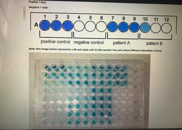 Positive = blue Negative clear 1 2 3 4 5 6 7 8 9 10 | Chegg.com