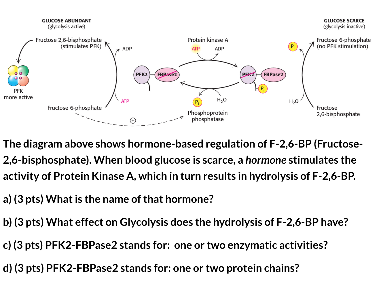 Solved GLUCOSE ABUNDANT (glycolysis active) GLUCOSE SCARCE | Chegg.com