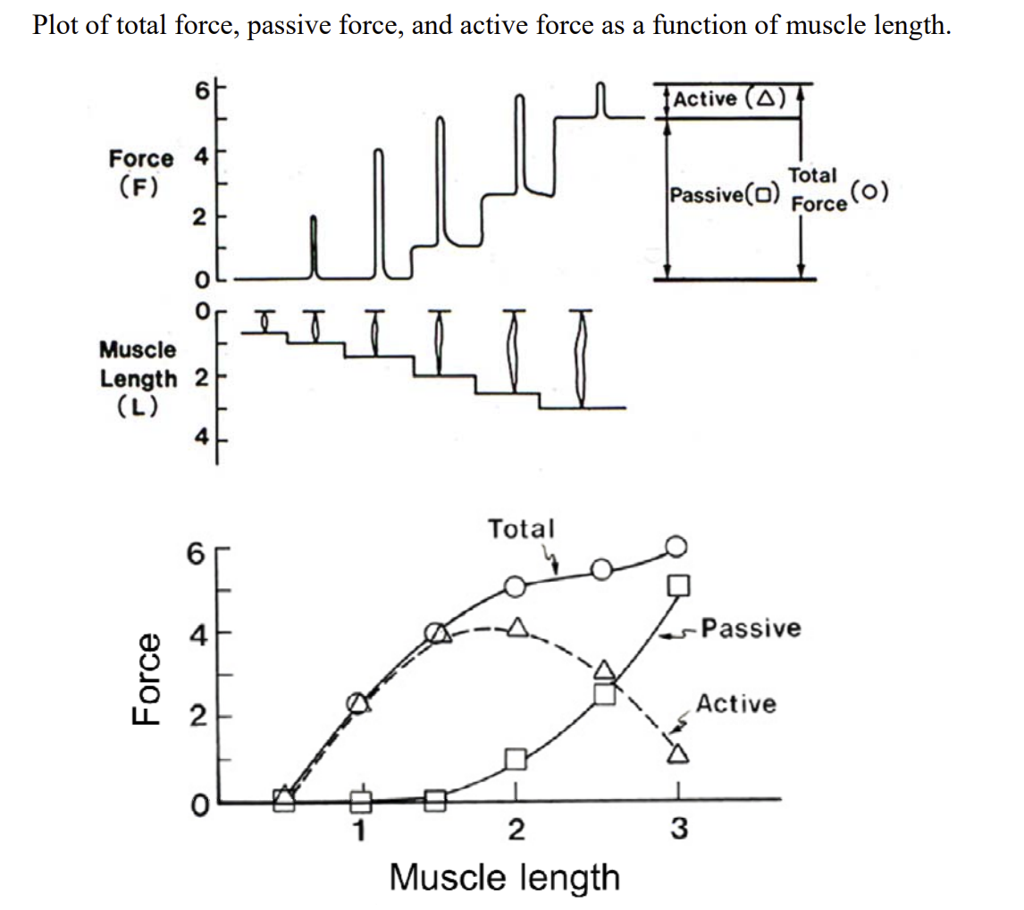 Solved I am learning about muscle contraction and my | Chegg.com
