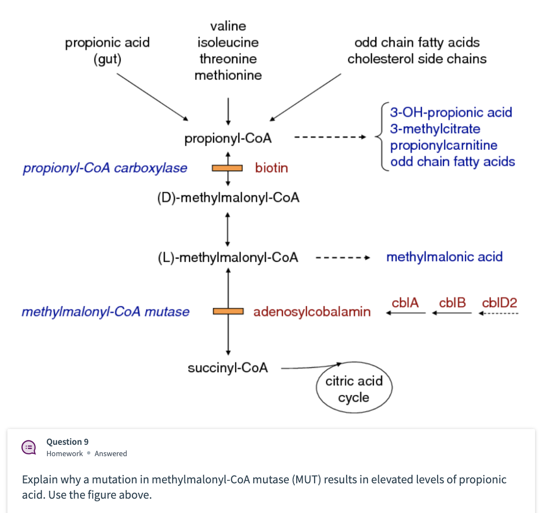 Solved Explain why a mutation in methylmalonyl-CoA mutase | Chegg.com