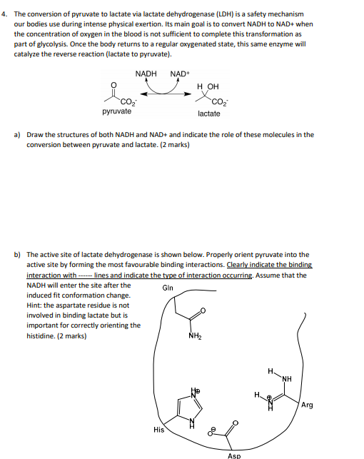 Solved 4. The conversion of pyruvate to lactate via lactate | Chegg.com