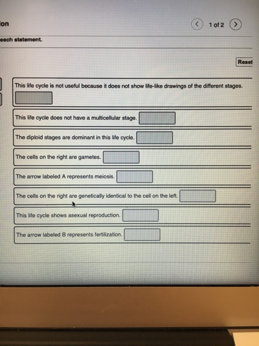Solved Interpret this protist life cycle. Mature cell (2n) | Chegg.com