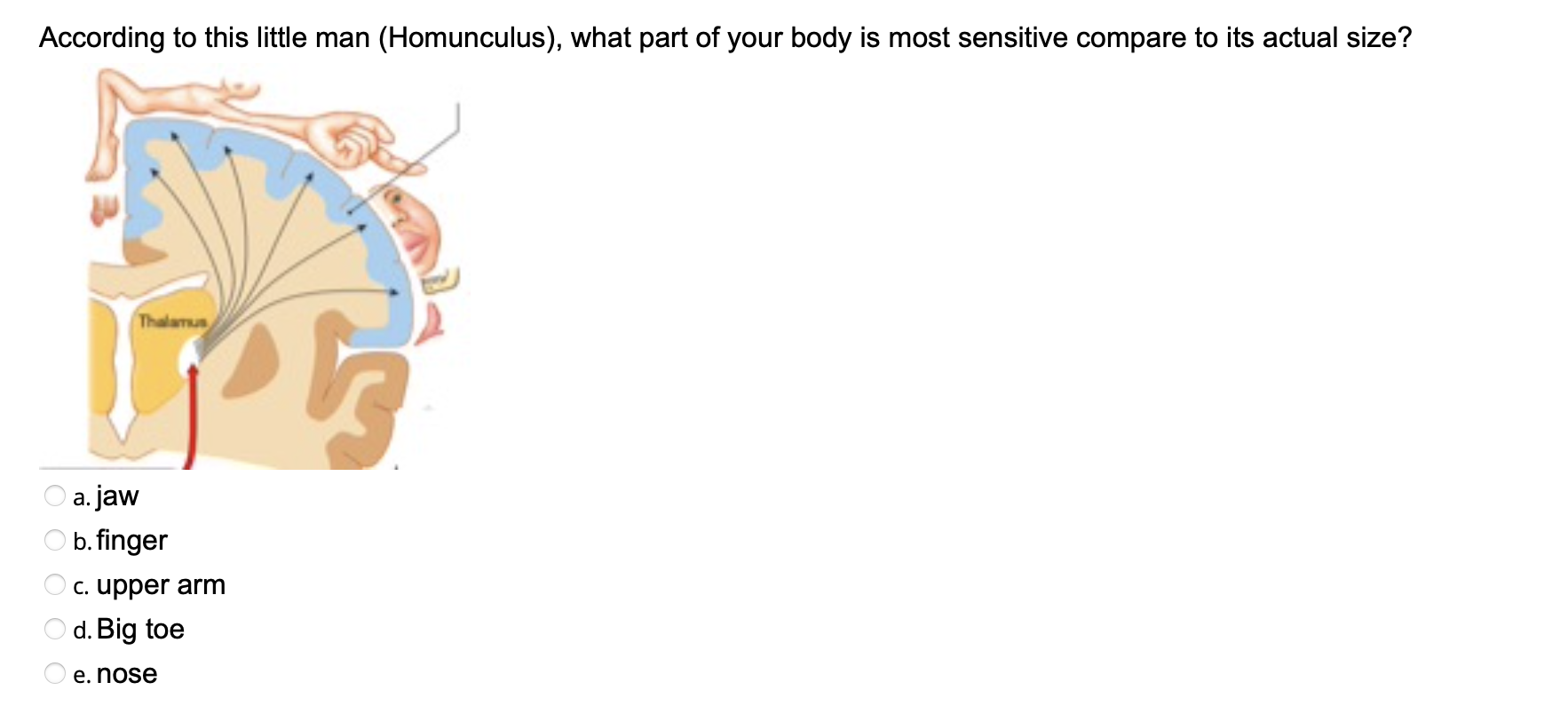 Solved According to this little man (Homunculus), what part | Chegg.com