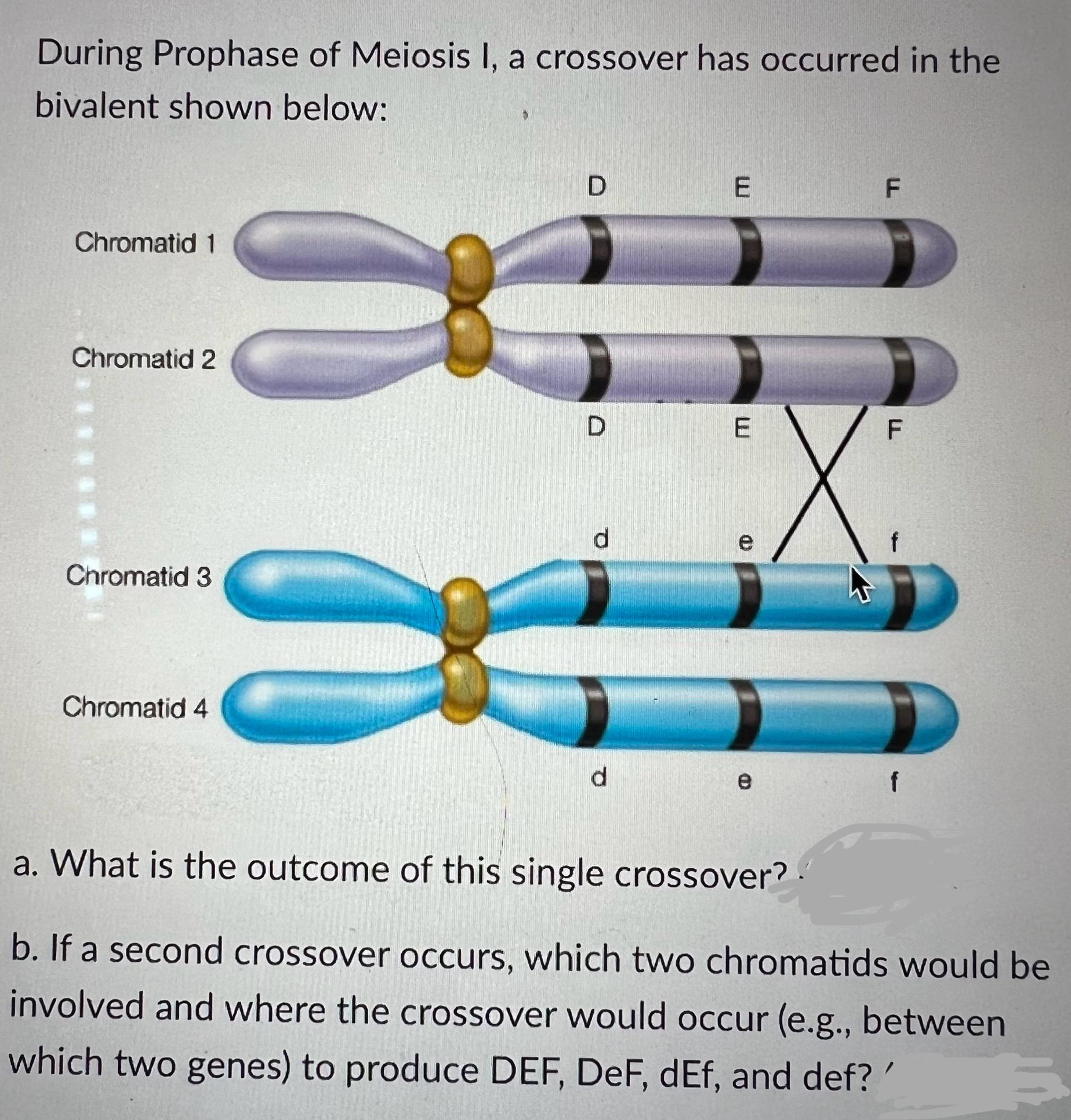 Solved During Prophase of Meiosis I, a crossover has | Chegg.com