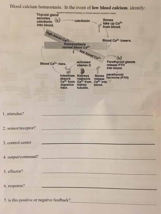 Solved Blood calcium homeostasis. In the event of low blood | Chegg.com