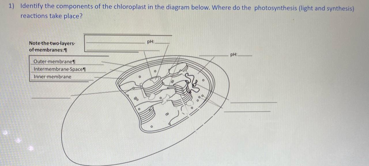 Solved Identify the components of the chloroplast in the | Chegg.com