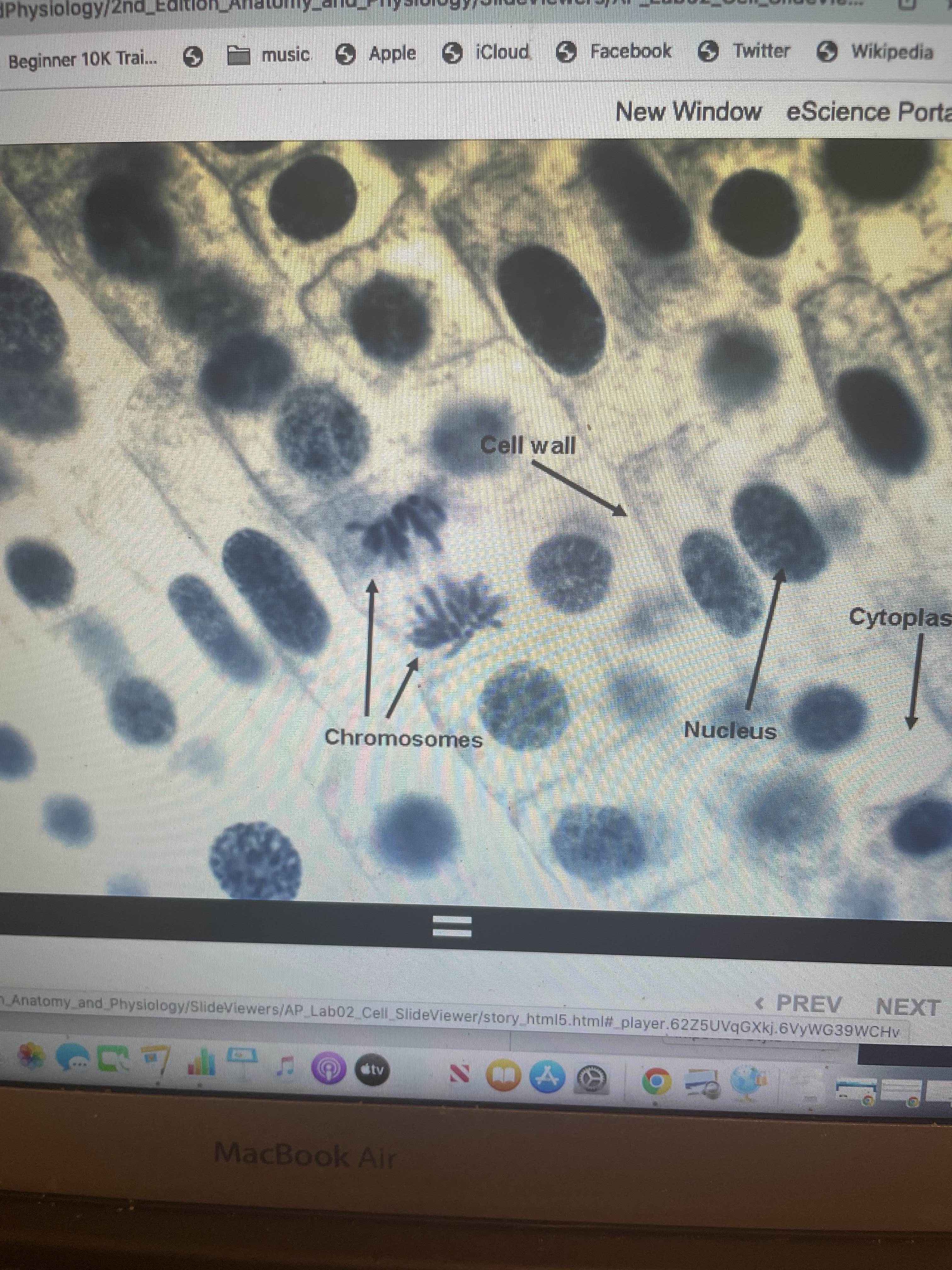 Solved Each of the three 1000x magnification slides | Chegg.com