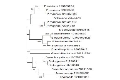 Interpret the phylogenetic tree. Identify amount of | Chegg.com