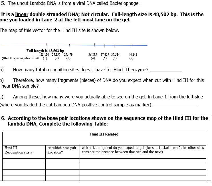 Solved 5. The uncut Lambda DNA is from a viral DNA called | Chegg.com