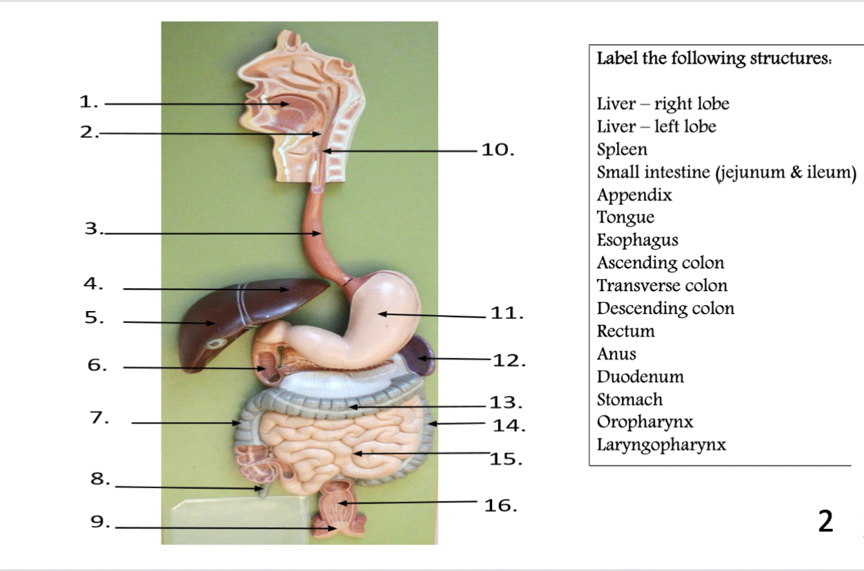 Solved Label the following structures: Appendix | Chegg.com