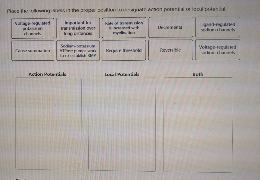Solved Place the following labels in the proper position to | Chegg.com