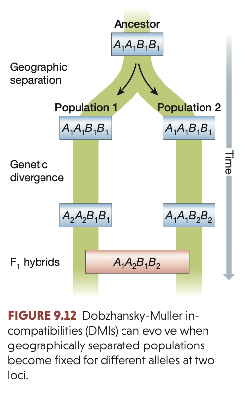 Solved Use the diagram of the Dobzhansky-Muller model for | Chegg.com