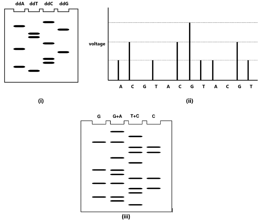 Solved Consider the three DNA sequencing profiles (i, ii, | Chegg.com