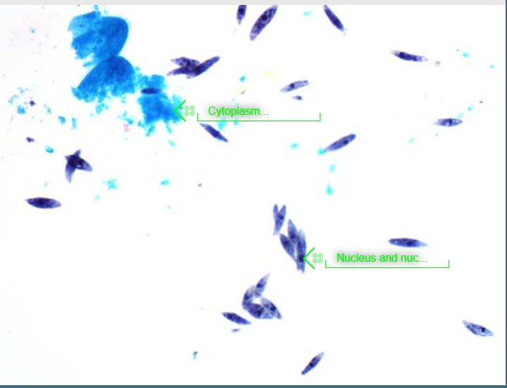 Solved 1. Label the features of the mixed prokaryote | Chegg.com