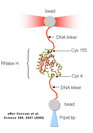In this setup we have two such DNA springs, each | Chegg.com