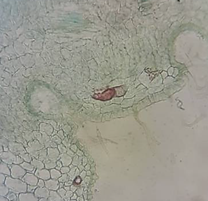 Solved Label the guard cells, subsidiary cells, and | Chegg.com