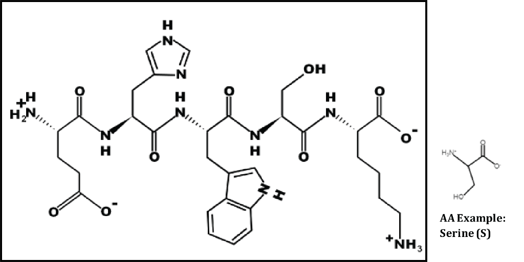 Solved 1. What is the primary sequence of the peptide above | Chegg.com