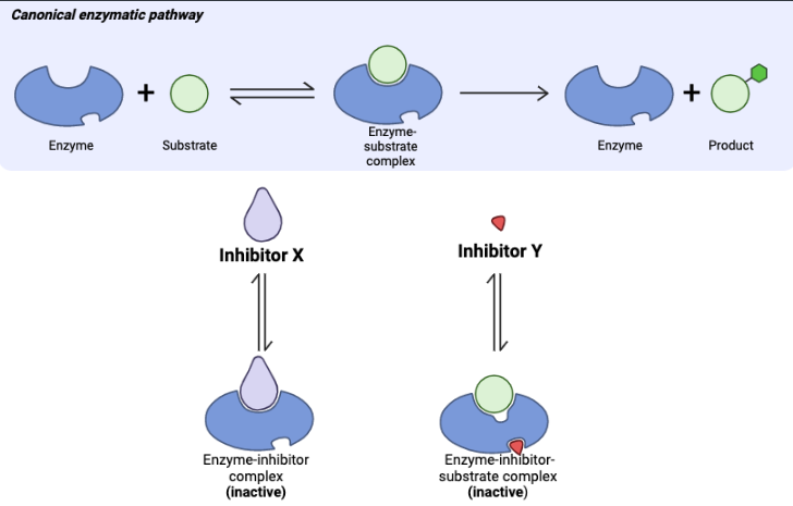 Solved The image above shows a typical enzymatic pathway | Chegg.com