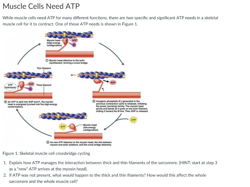 Solved Muscle Cells Need ATP While muscle cells need ATP for | Chegg.com