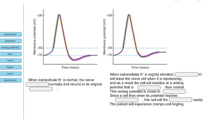 Solved Nurses Need Physiology: Hyperkalemia and Excitable | Chegg.com