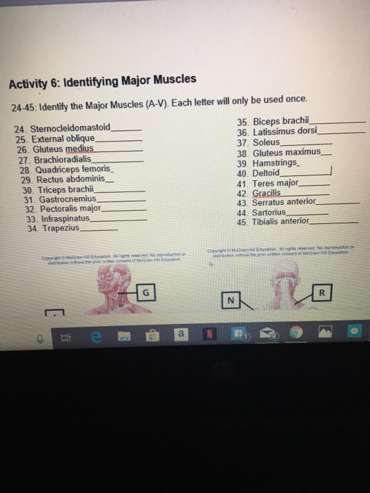 Solved Identify the major muscles (A-V) Each letter will | Chegg.com