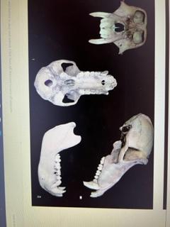 Solved Which of the following (picture) specimens has an | Chegg.com