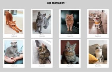 Solved HTML CSS Problem: Instructions: Your assessment | Chegg.com