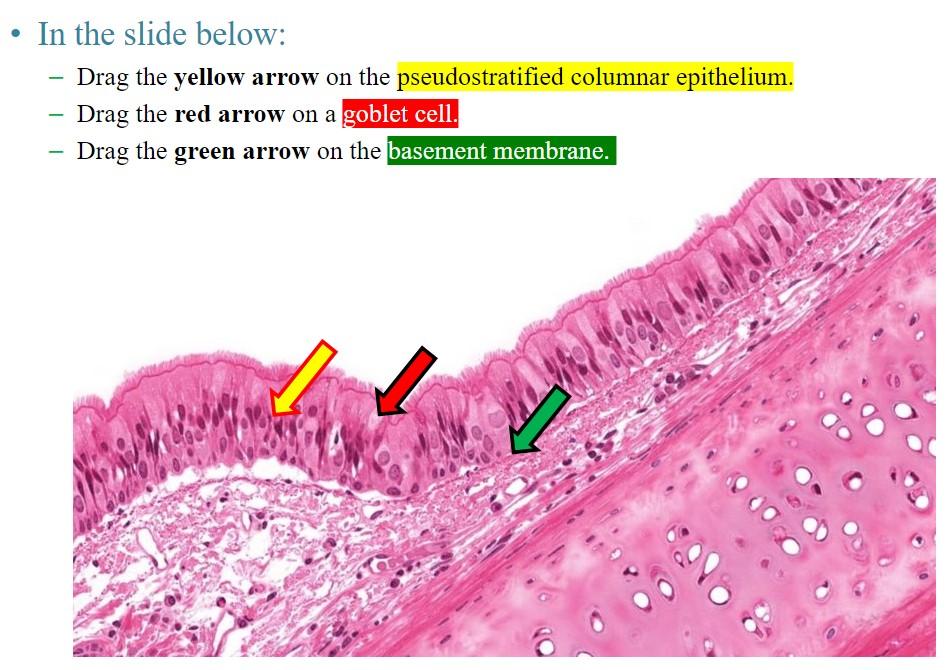 Pseudostratified Columnar Epithelium Slide