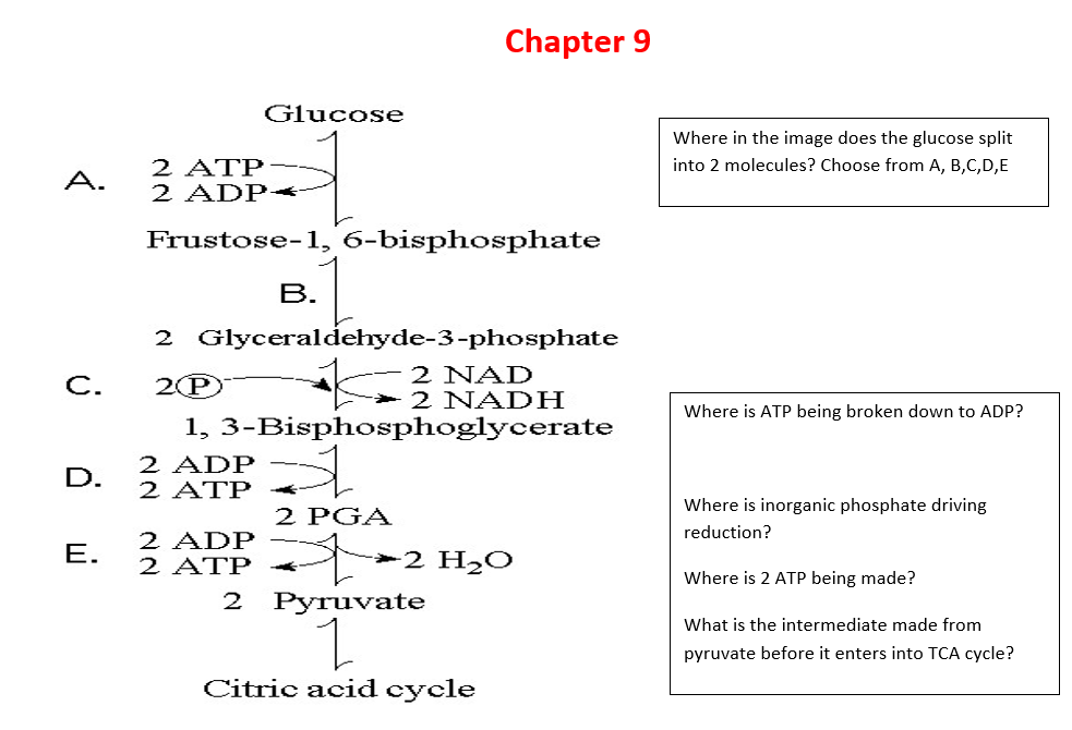 Solved Chapter 9 Glucose Where in the image does the glucose | Chegg.com